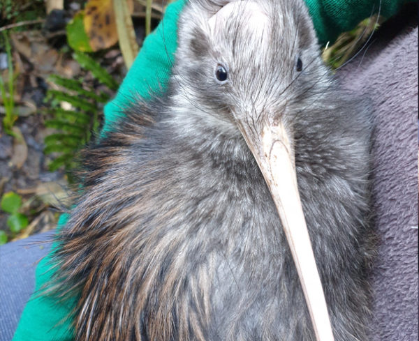 Our Kiwi - Taranaki Kiwi Trust