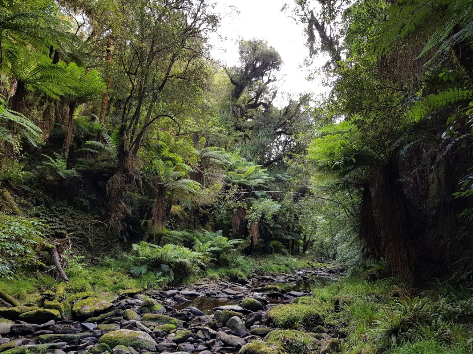 Experiences of the Uruti Trappers - Taranaki Kiwi Trust