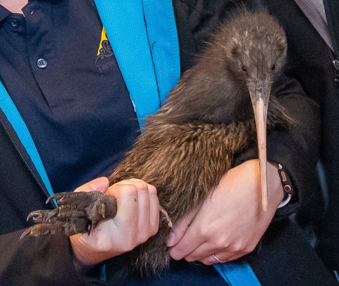 Our Kiwi - Taranaki Kiwi Trust