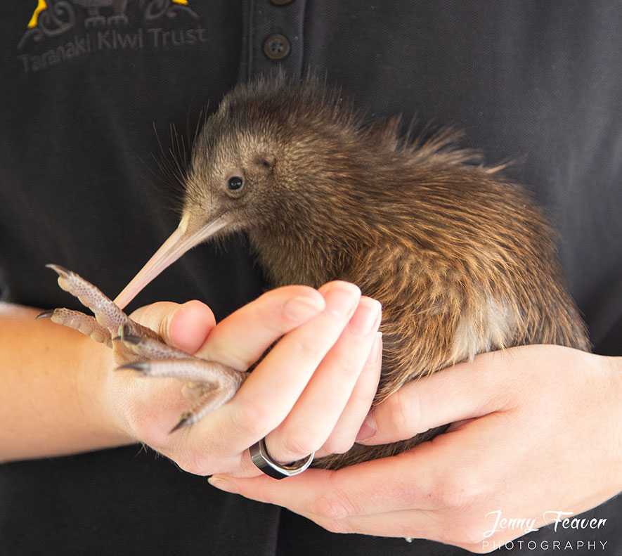 Protecting Taranaki Kiwi - Taranaki Kiwi Trust